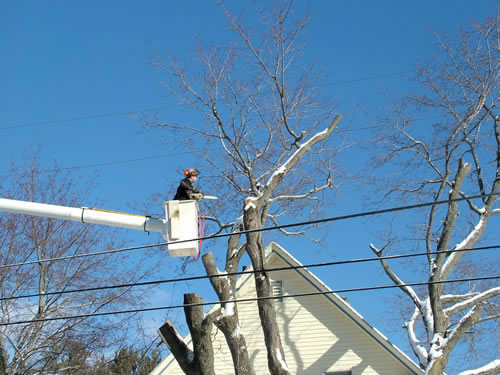Maine Tree and Landscape residential tree cutting photo