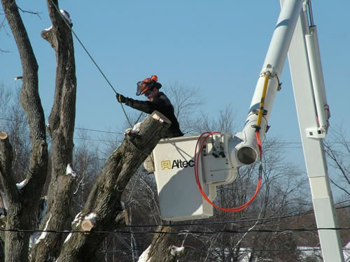 Residential tree cutting in Brewer, ME
