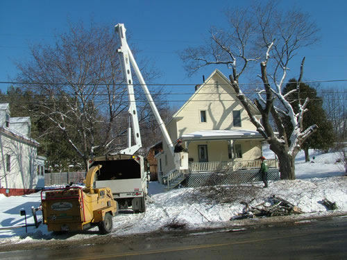 Maine Tree and Landscape residential tree removal photos